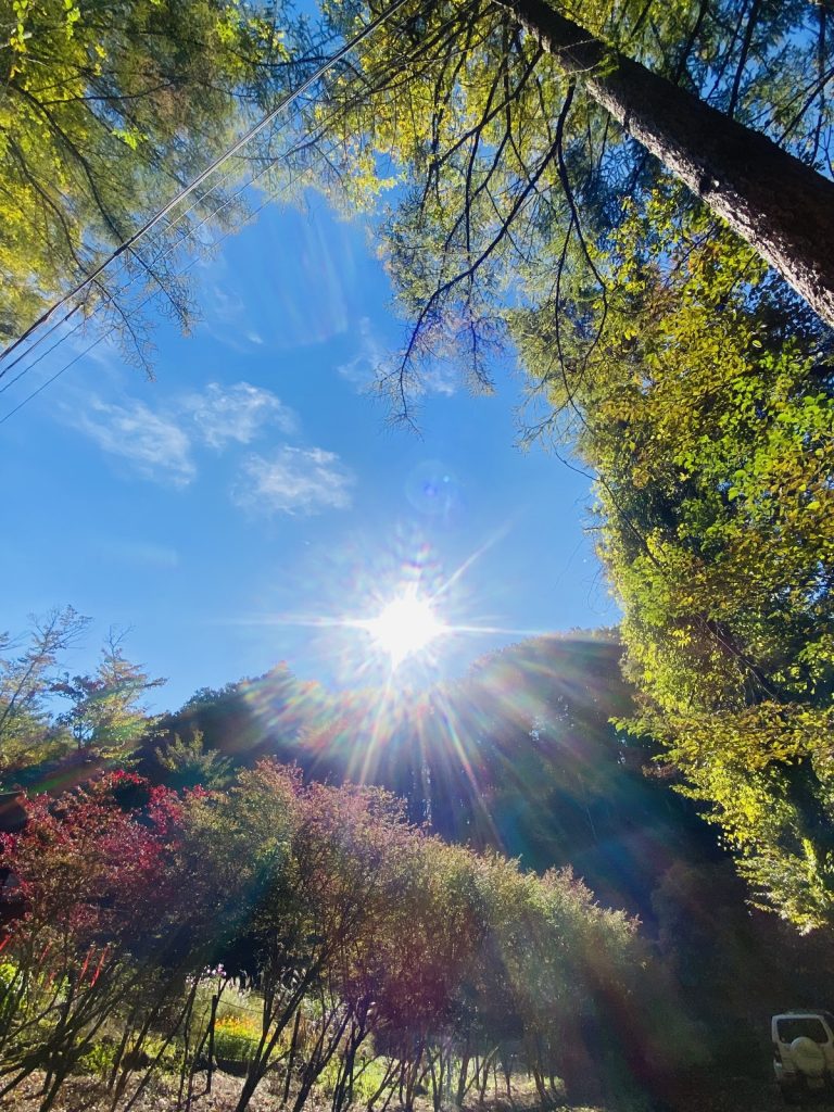 10月 | 2025 | イベント：ペットと泊まれる 軽井沢ペンション リンデンバーム